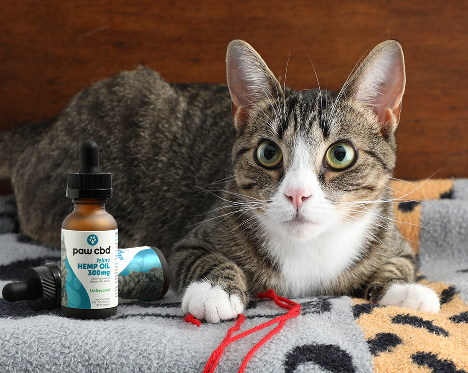 Shop CBD Oil Tinctures for Cat Health | cbdMD