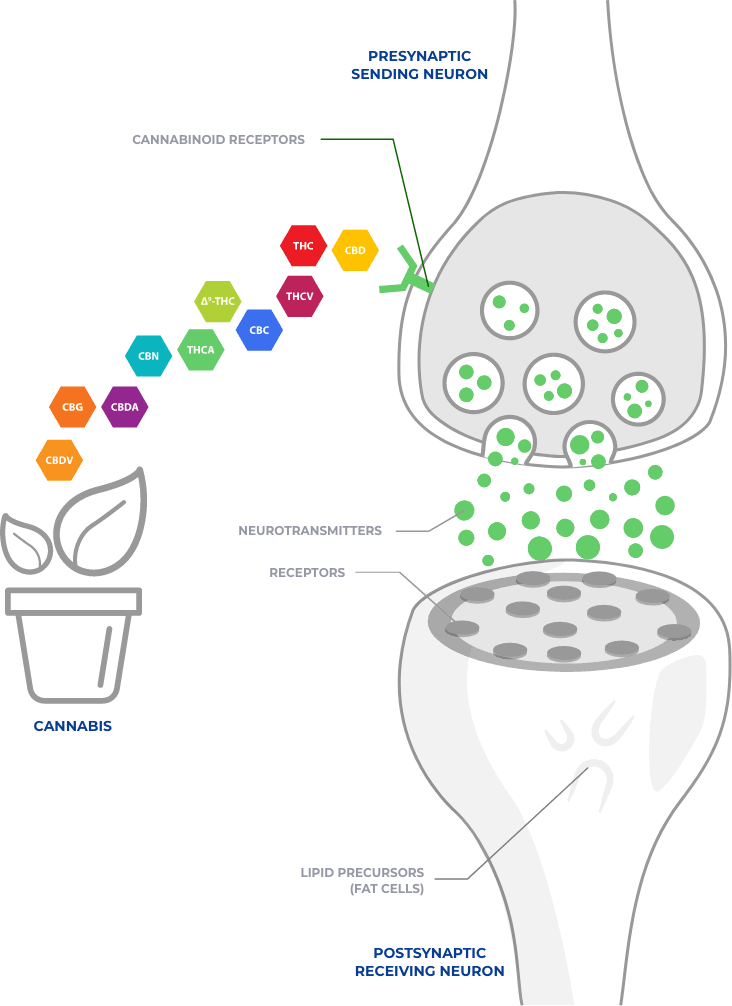 What is CBD? Learn About Cannabidiol | cbdMD