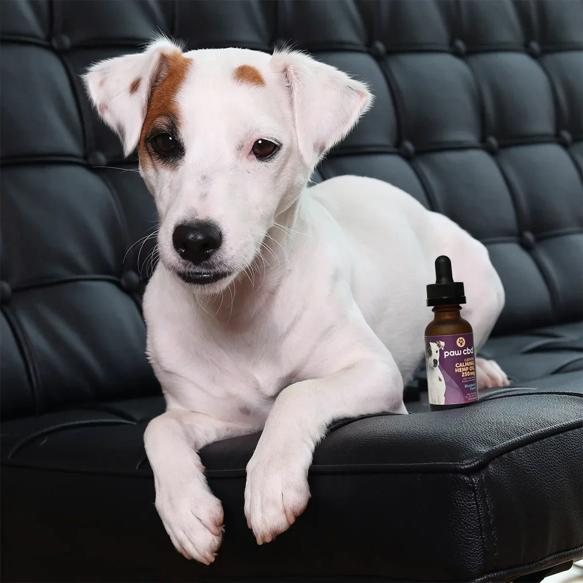 Calming CBD Oil Drops for Dogs | cbdMD
