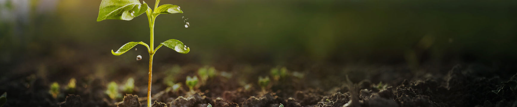 What is CBD? Learn About Cannabidiol | cbdMD